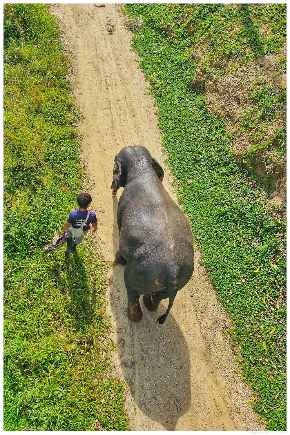 Ethical Elephant Sanctuaries In Phuket (And Where to Avoid) in 2026 ...