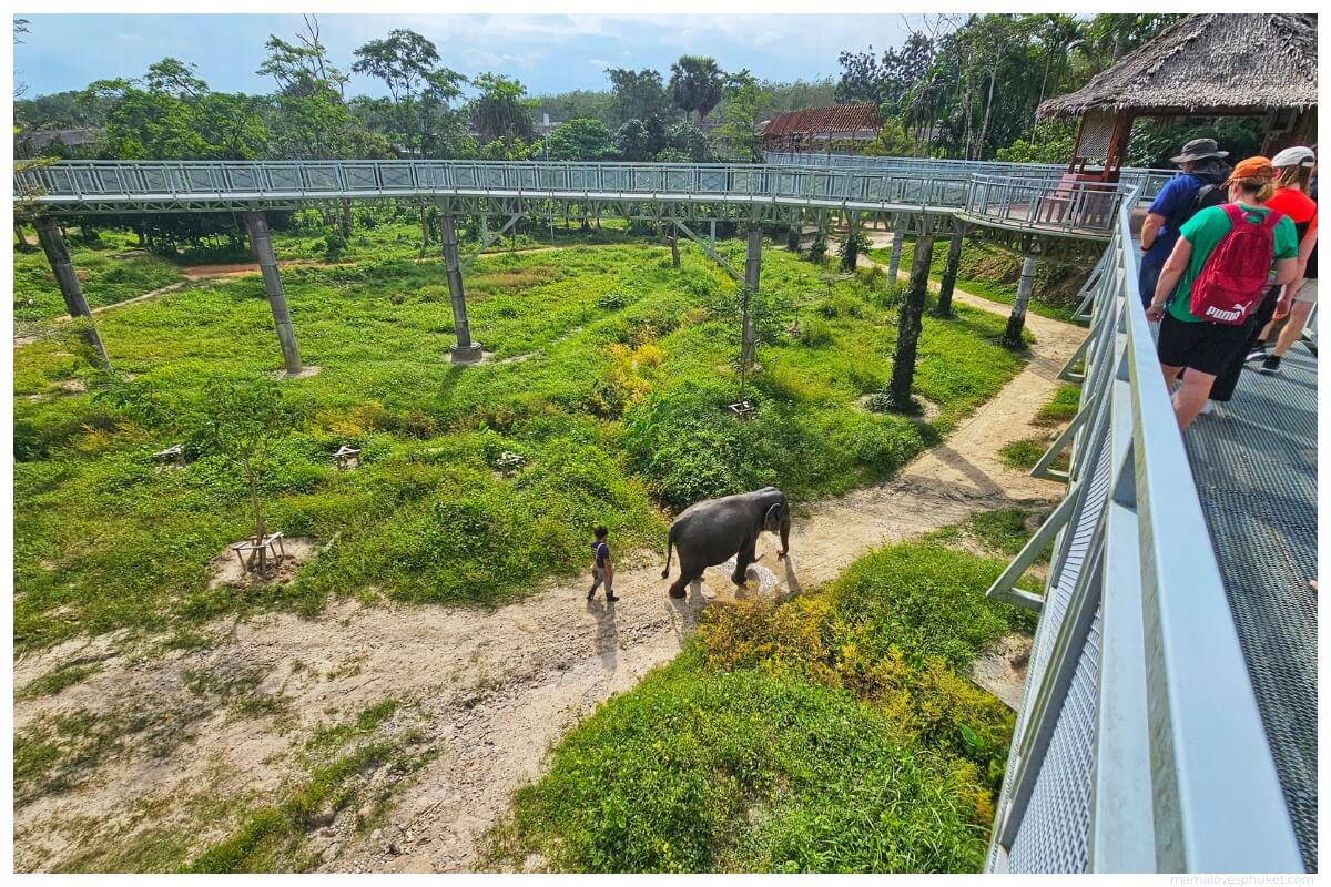 Ethical Elephant Sanctuaries In Phuket (And Where to Avoid) in 2026 ...